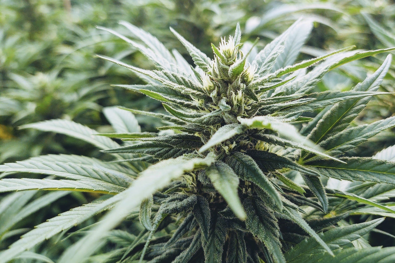 Lee Hemp Seeds
